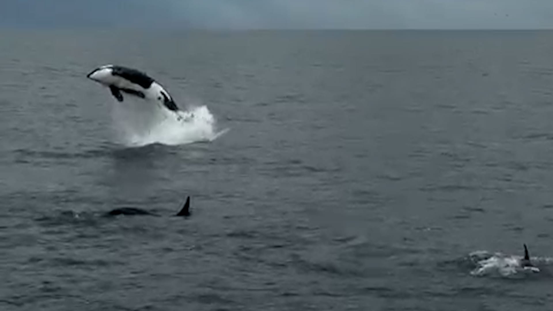 Orca performs flip for holidaymakers off UK coast