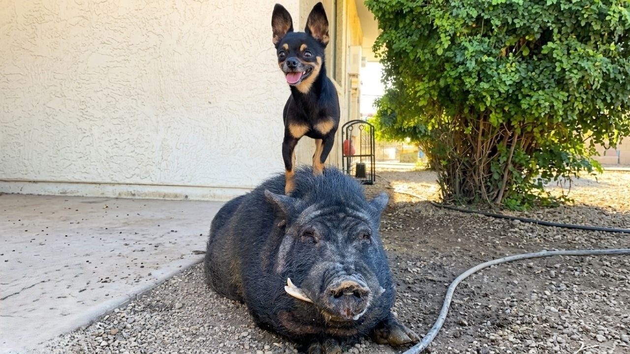 Timon and Pumbaa in real life - proof that friendship knows no boundaries
