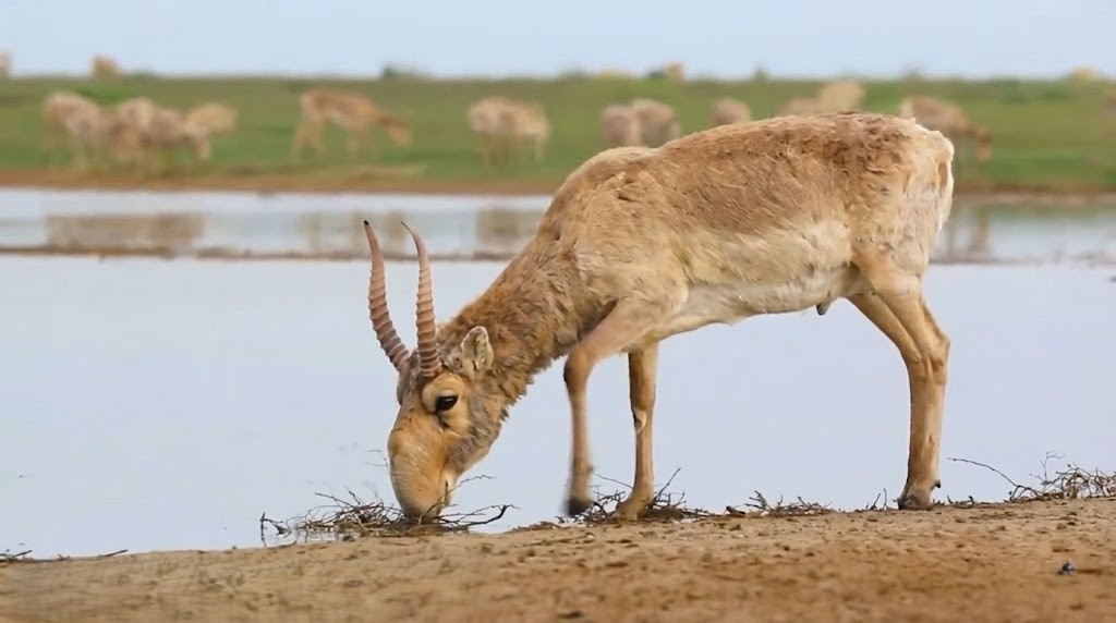 The last real-life alien of the Ice Age