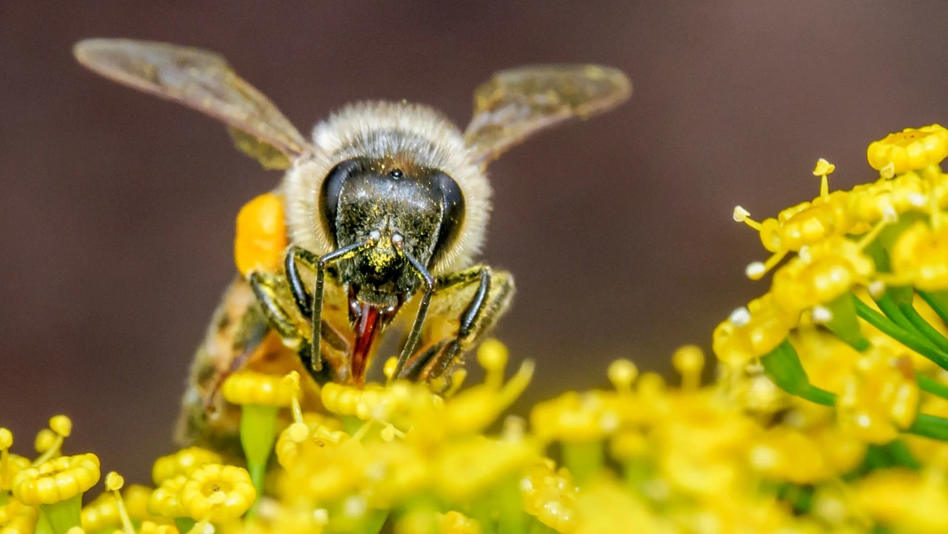 Studies reveal climate stress impacts on bees and Amazon rainforest