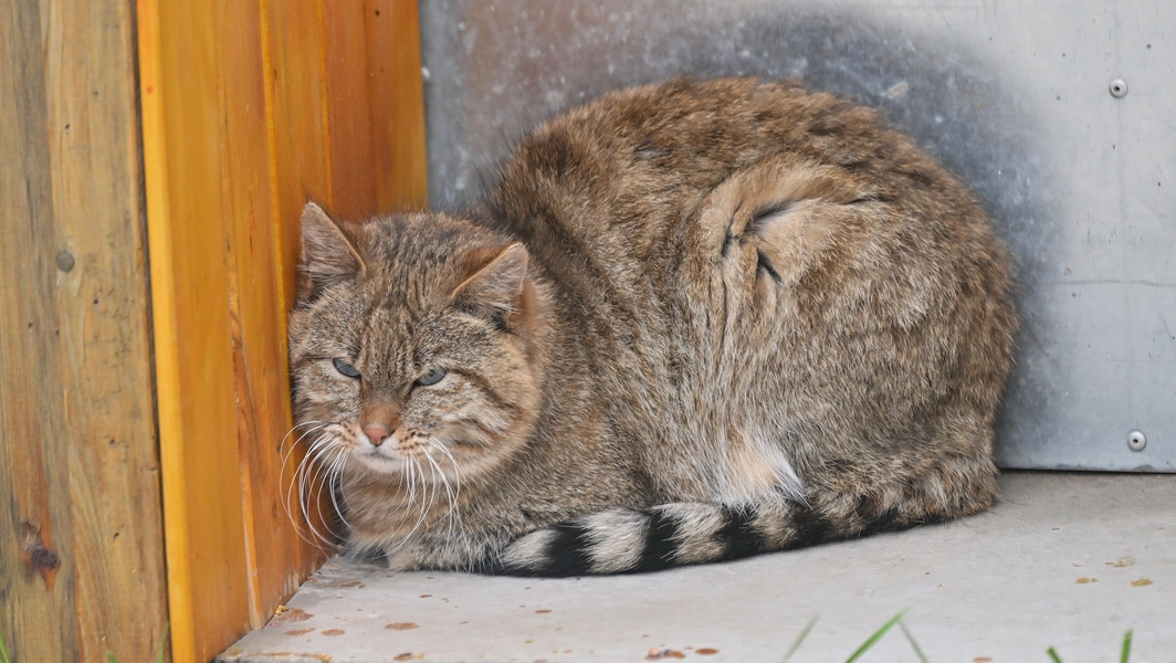 Why your cat can’t resist knocking things over