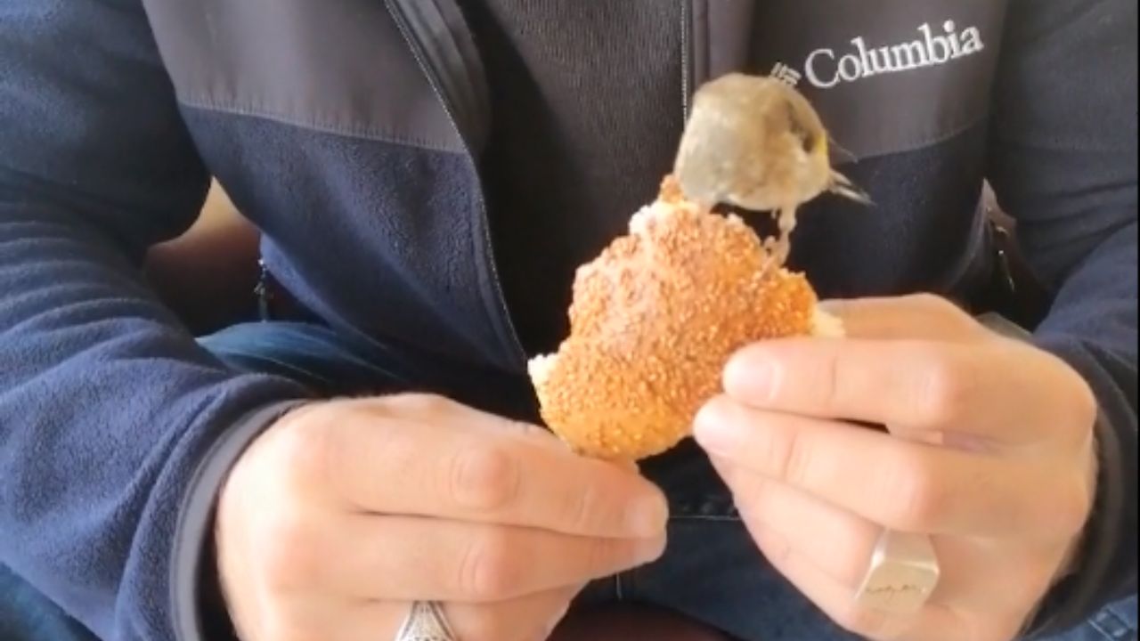 Turkish man starts his day alongside his chirp-tastic breakfast