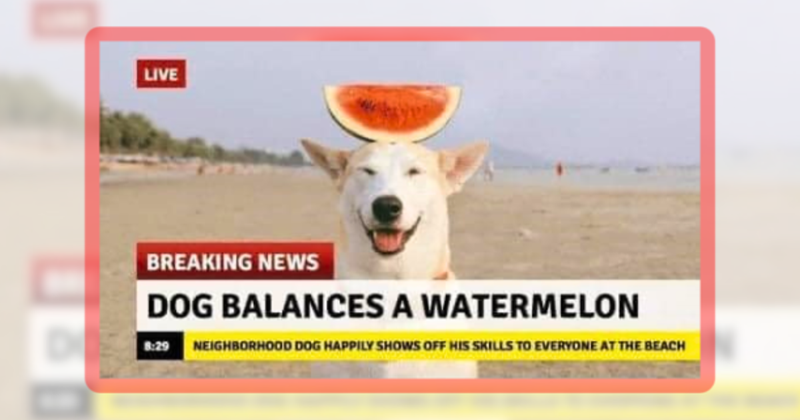 36 warm and wiggly dog memes for your daily brain belly rubs