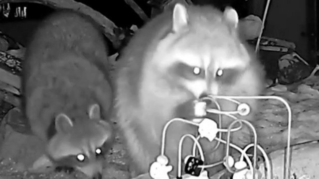 Returning backyard raccoon stuns viewers by working bead toy with tiny ...