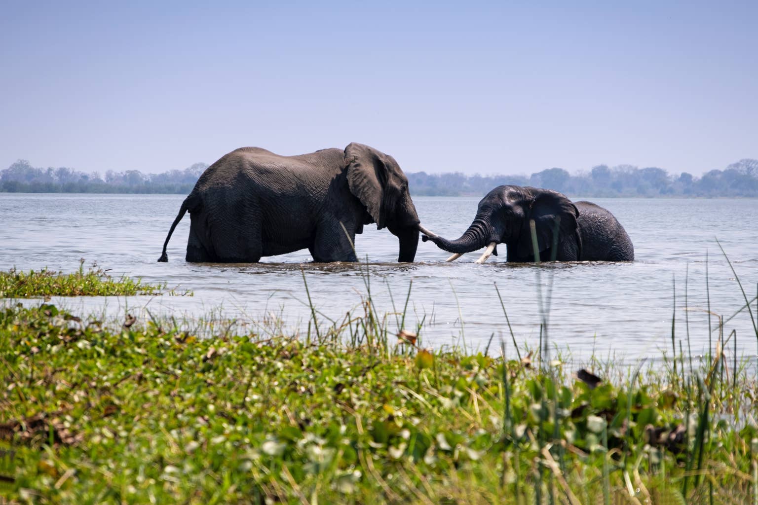 Two elephants love to 'play mermaids' together, and everyone's saying ...