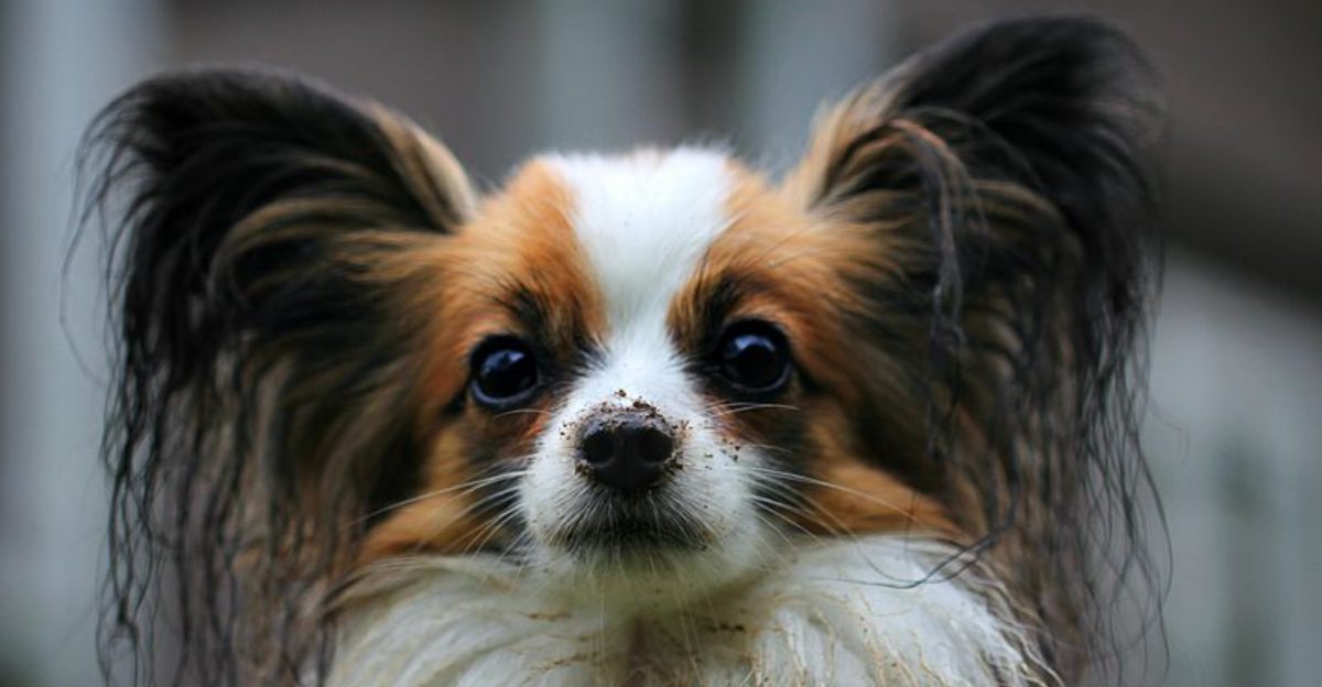 13 fun-loving dogs that can turn first-time ownership into pure joy