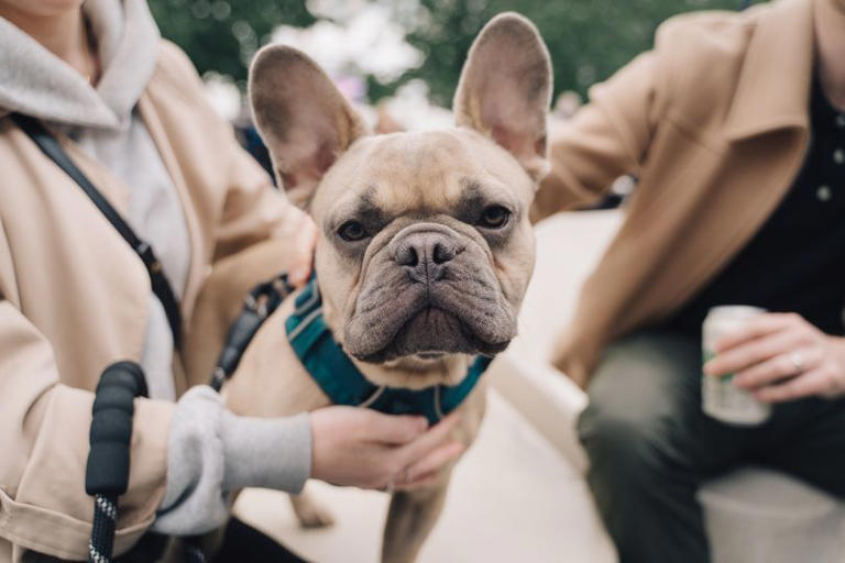 Vet tells dog owners common walking mistake could be dangerous
