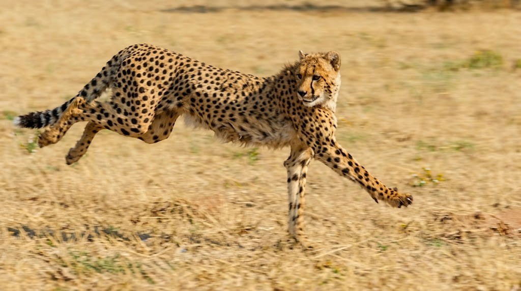 Watch what happens when a cheetah hits 60 mph in just 3 strides