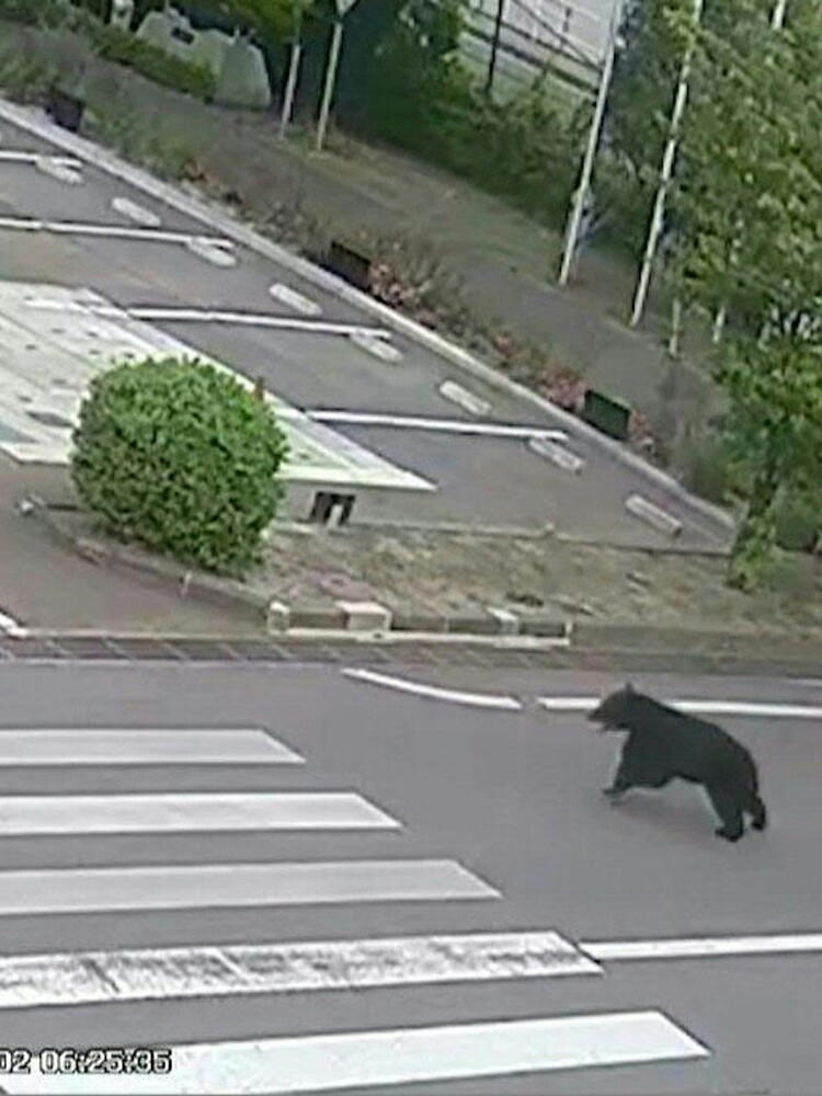 L'attacco di un orso in Giappone: 4 feriti in un'acciaieria