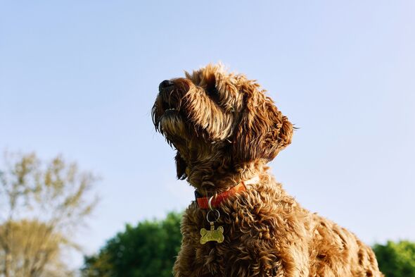 Why dogs spin around before going for a poo on walks