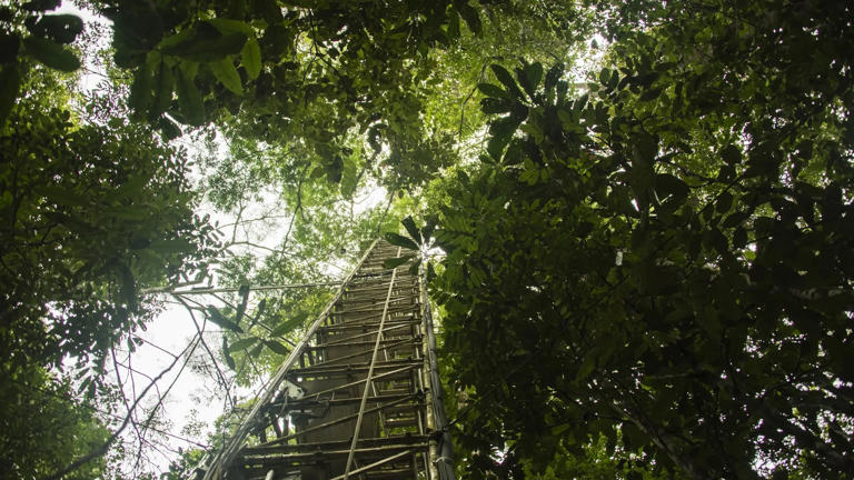 Luftproben aus 23 Metern Höhe zeigen: Amazonas ist durch El Niño gestresst