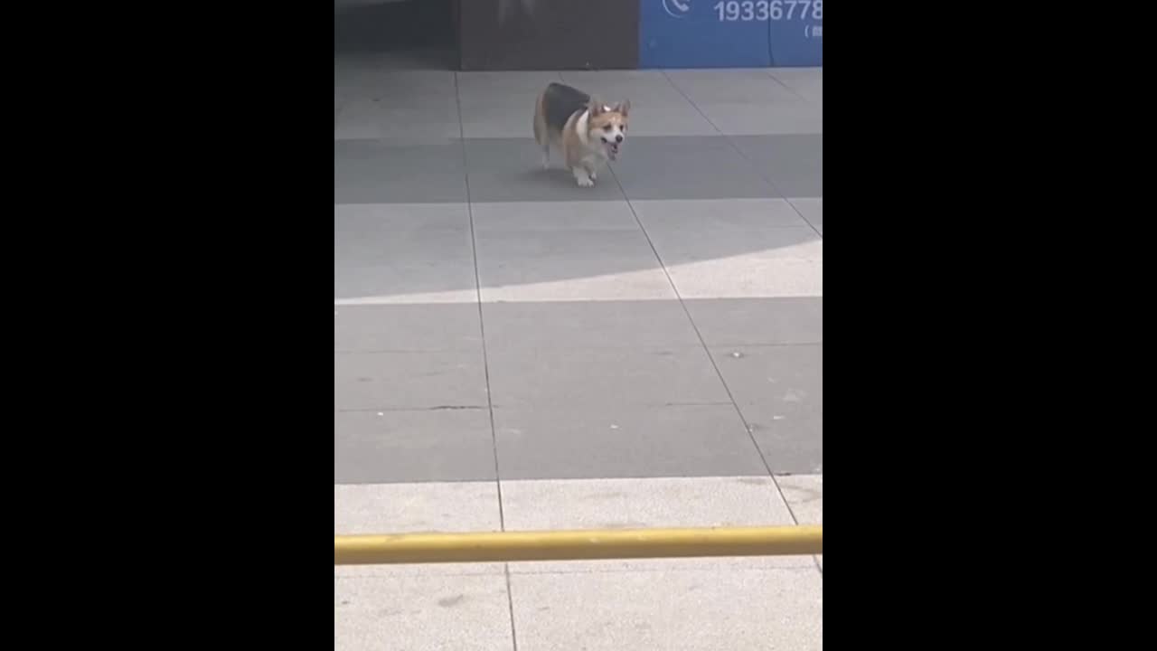 Corgi fails jump over steel railings in Guizhou, China