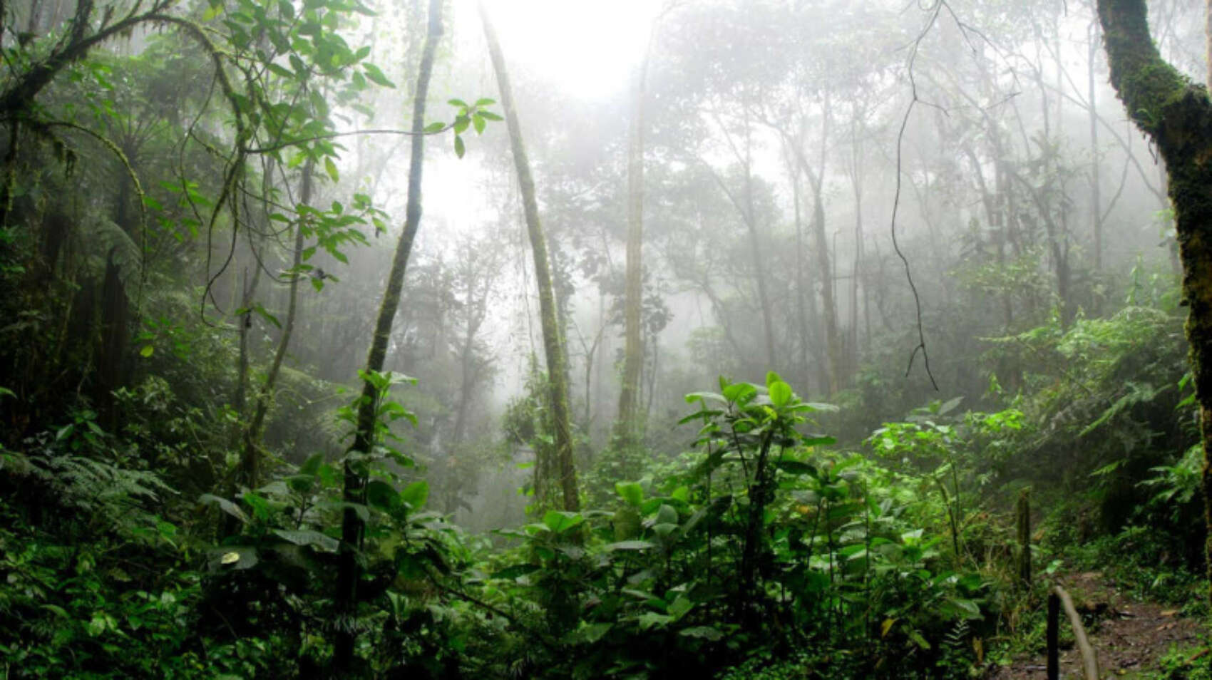 La selva amazónica activa su mecanismo de supervivencia contra la ...