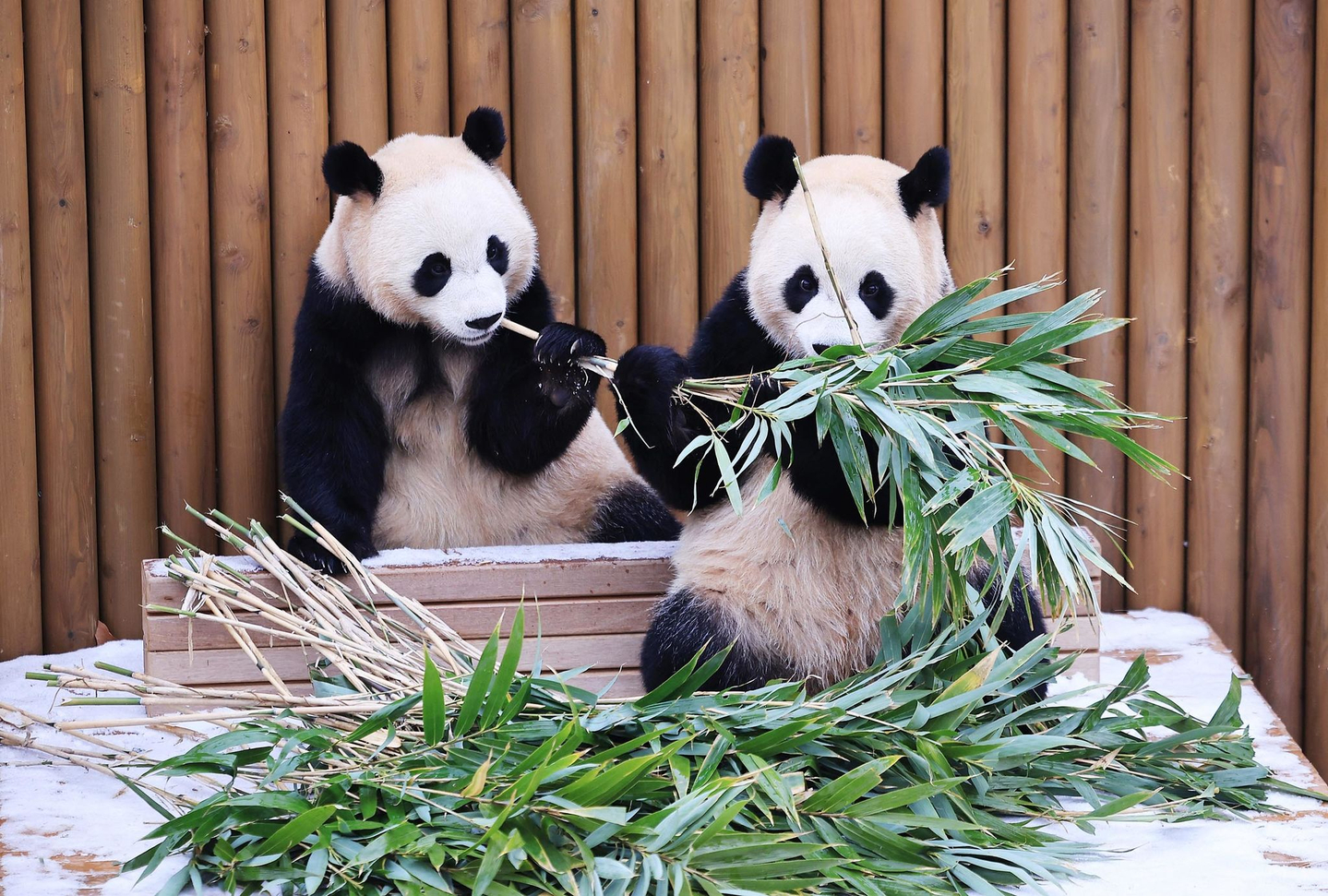Everland's celebrity panda twins may return to China as early as winter ...