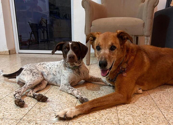 How to stop your dog barking at other dogs: 6 tips for peaceful walks