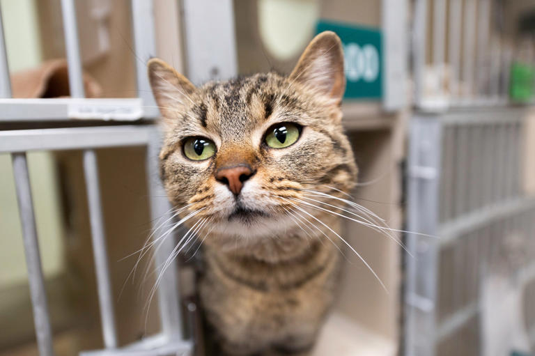 What to do if you find an injured or lost animal in Pueblo
