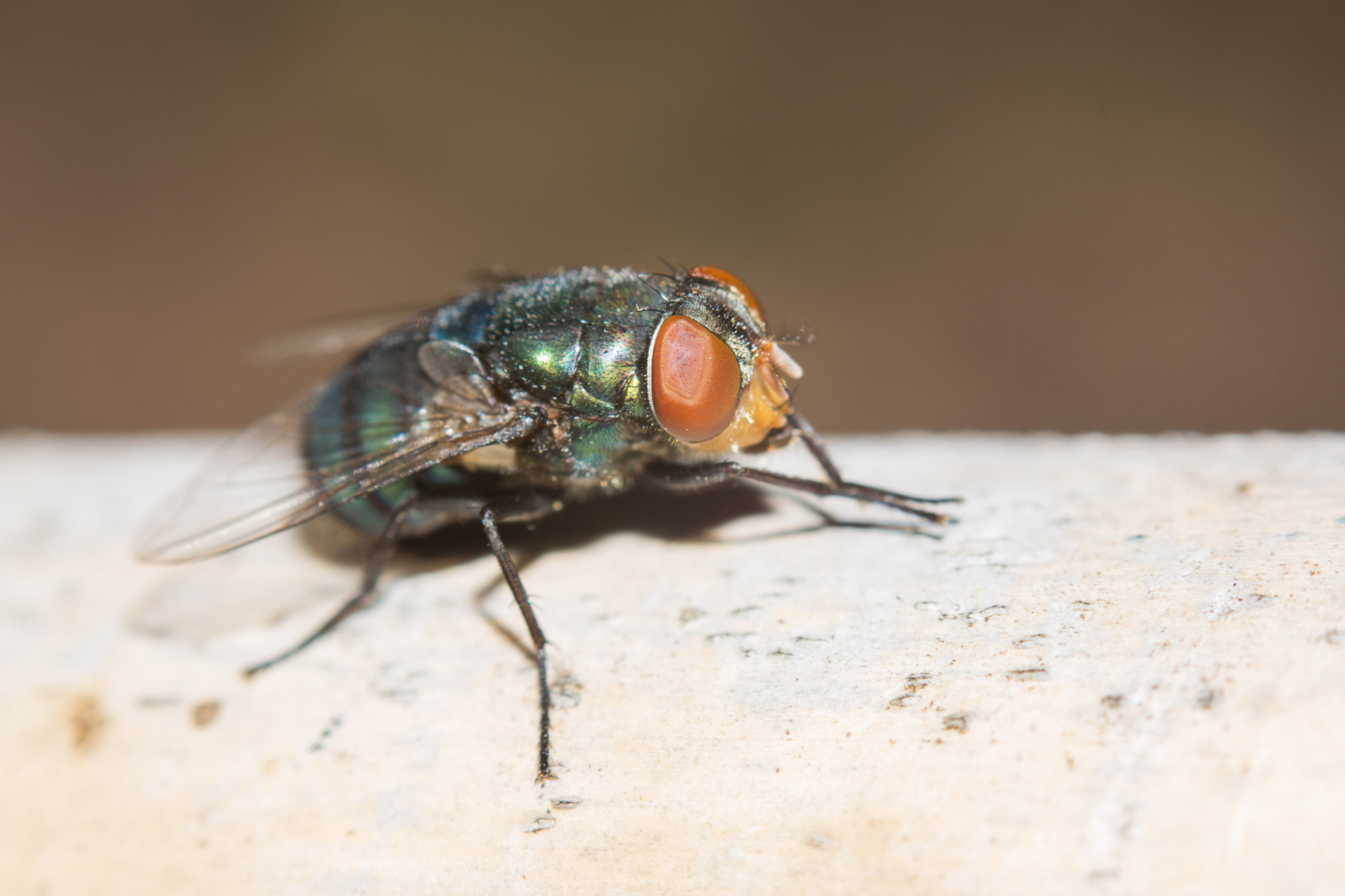 Common summer pests (and how to get rid of them)