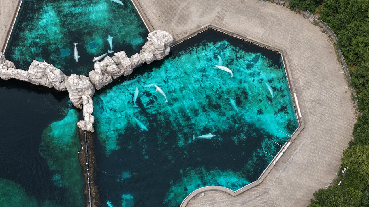 Canada endorses plan to send remaining Marineland belugas to Spain ...