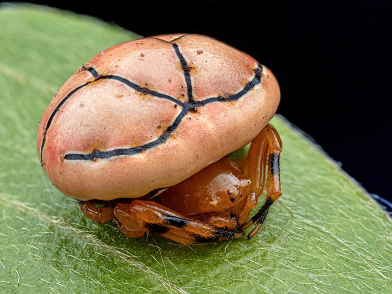 Expedition to remote Angolan plateau reveals dozens of dazzling new species