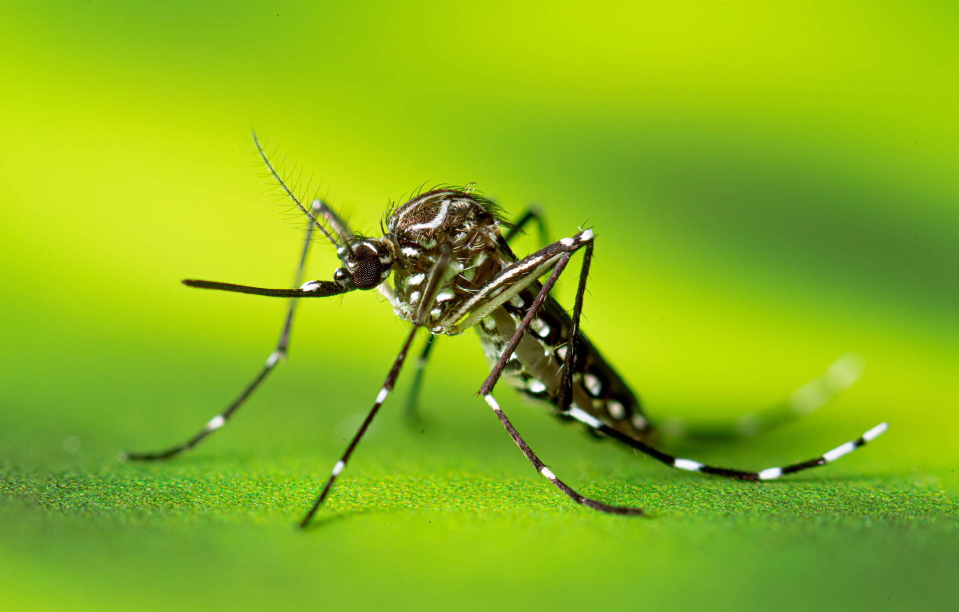 Common summer pests (and how to get rid of them)