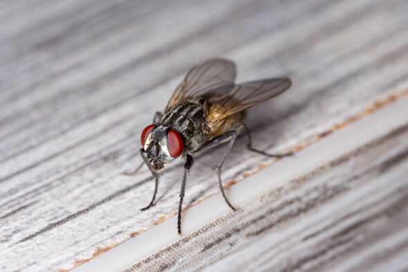 Keeps flies away naturally this summer using 1 kitchen cupboard ingredient
