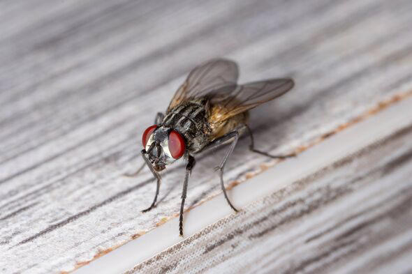 Keeps flies away naturally this summer using 1 kitchen cupboard ingredient