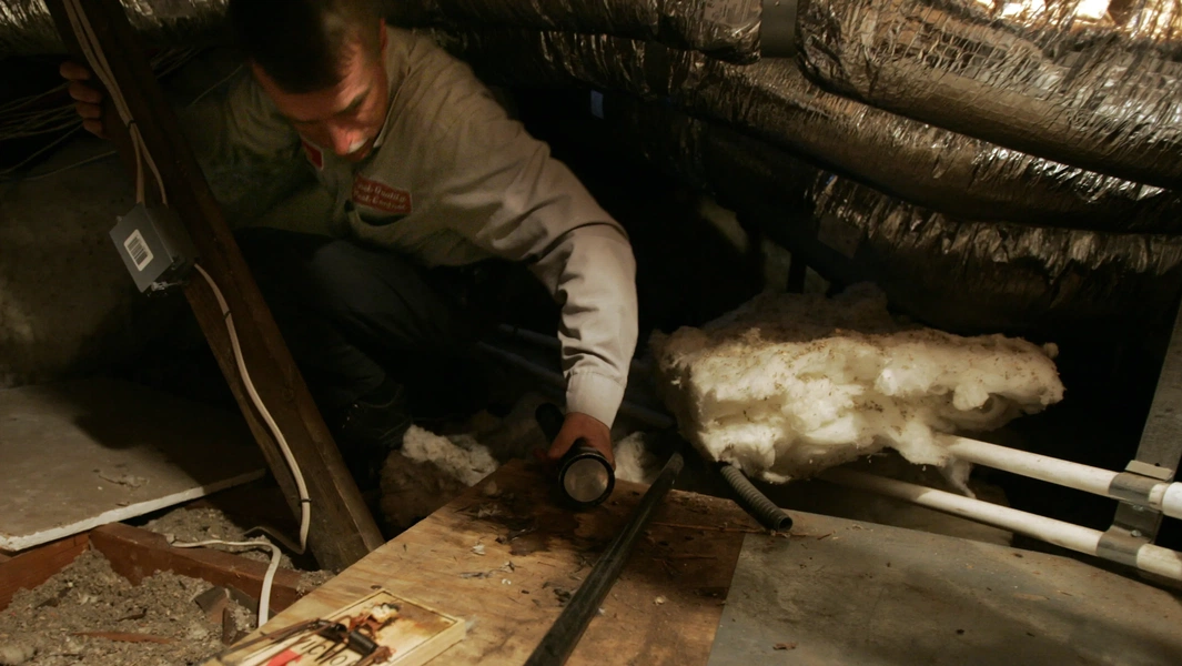 Smart pest control tips every homeowner should know