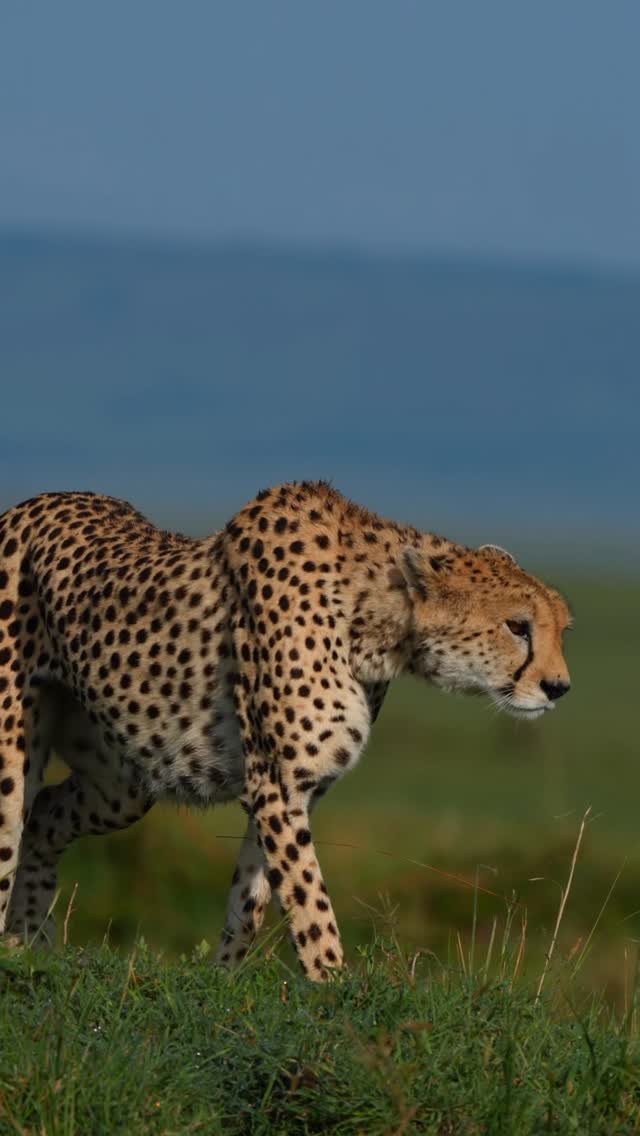 African life: The wild and beautiful way