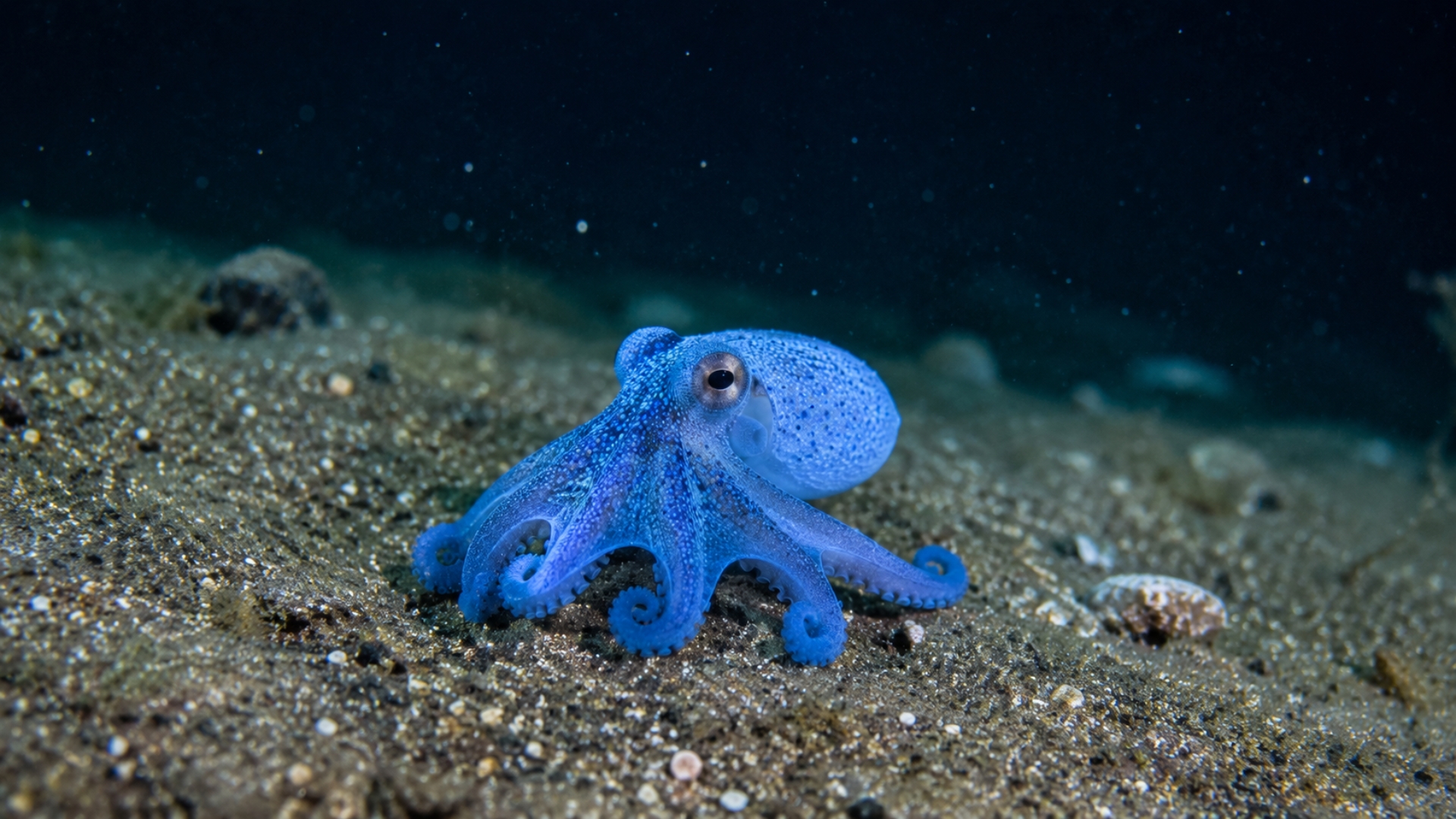 Why a golf ball-sized blue octopus is puzzling marine scientists