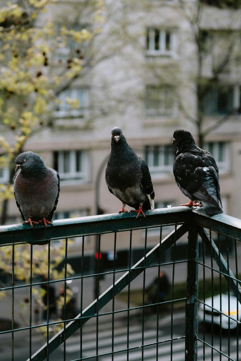 Dejar que las palomas campen a sus anchas por tu terraza o balcón no ...