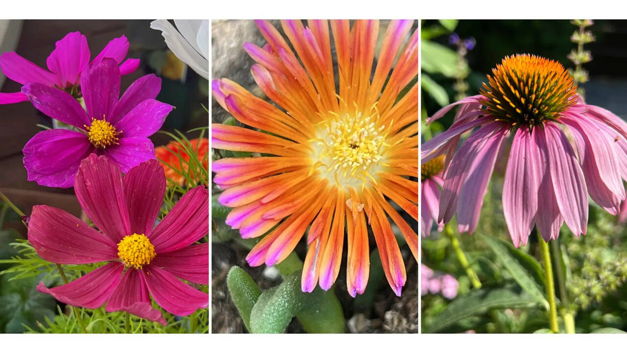 Choosing resilient plants for summer flower gardens