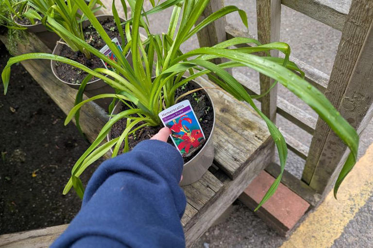 Bolton's charity shop garden centre reopens selling cut price plants