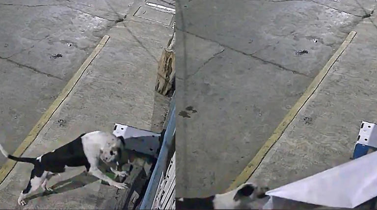 Se vuelve viral perrito que roba lonas promocionales de tienda en México