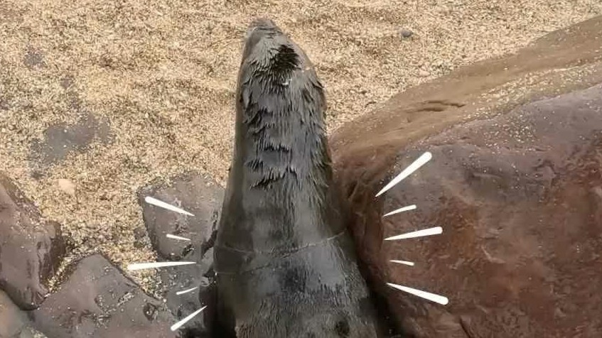 Watch this poor seal realize he doesn't have to die alone