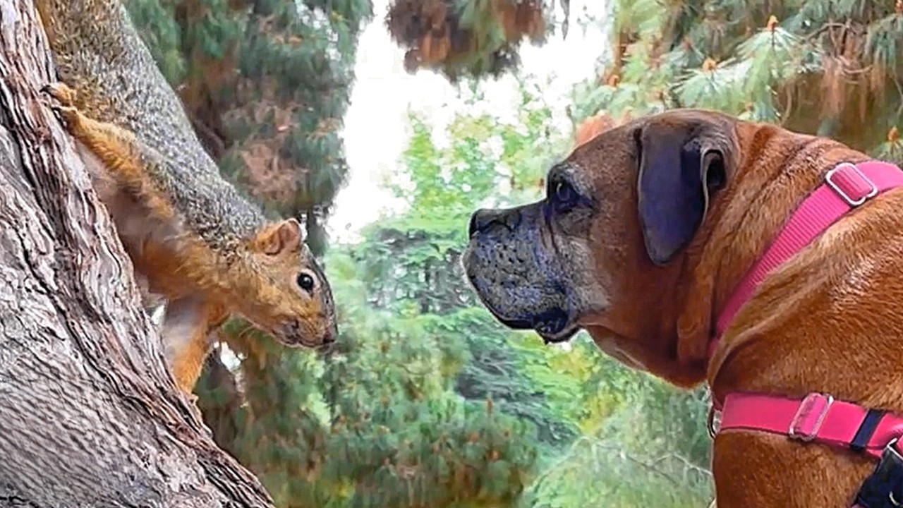 Rescue boxer runs to the same tree every day - and waits for her ...