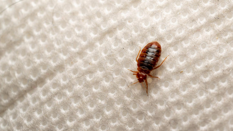 A bed bug's feeding habits are pure nightmare fuel