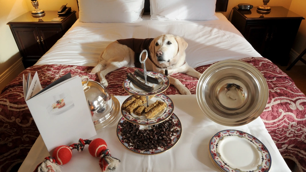Pet-friendly hotels that truly pamper paws