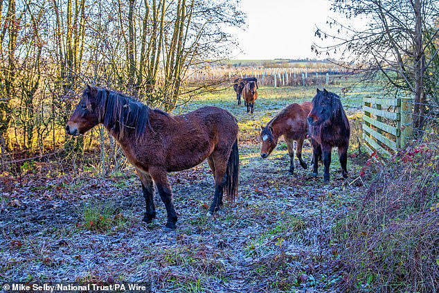 Fears Dartmoor's endangered wild ponies could become extinct under ...