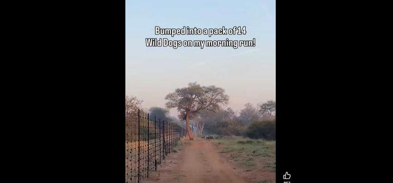 "They will deal with you": Limpopo runner bumps into pack of wild dogs ...