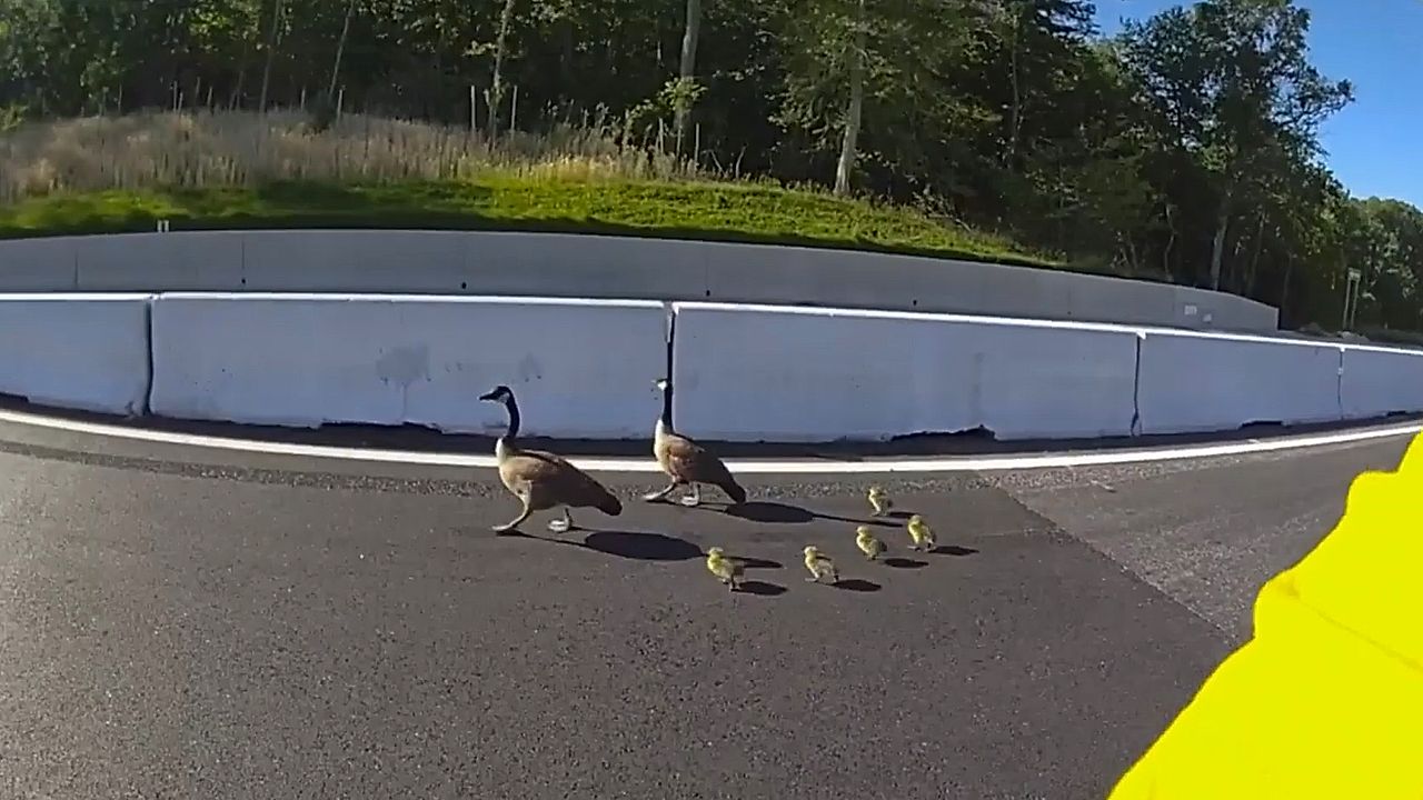 Une famille d'oies escortée hors de l'autoroute dans le Maryland