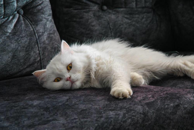 Firefighters rescue Persian cat stuck in massage chair spring
