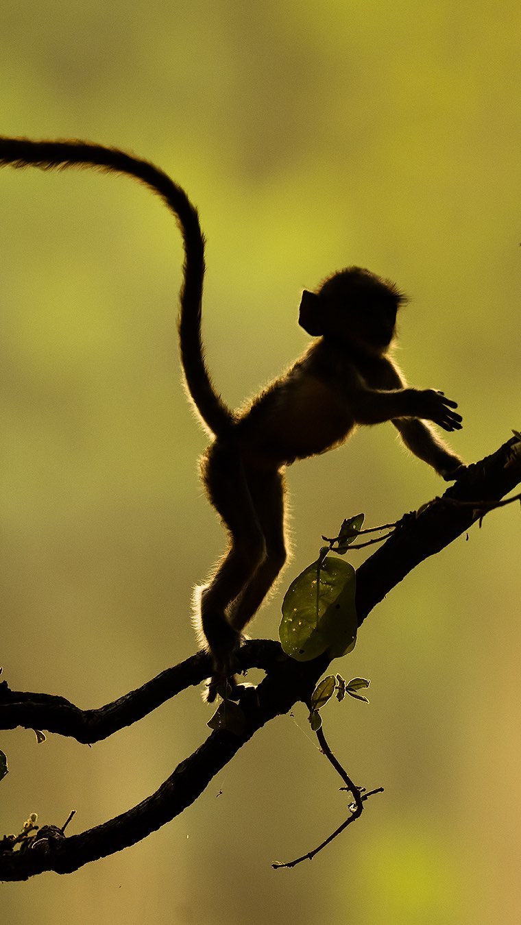 Monkeying around in the wild