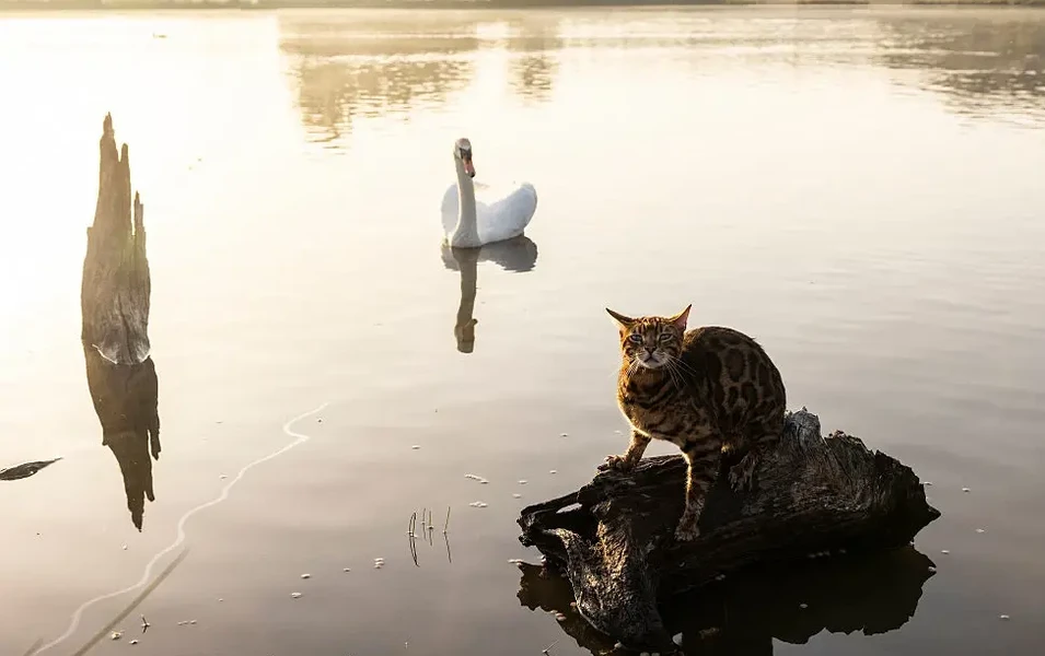 Reading your cat’s secret happiness signals