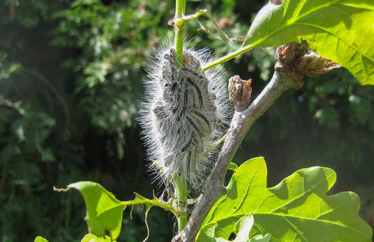 Urgent warning over dangerous caterpillars issued by council
