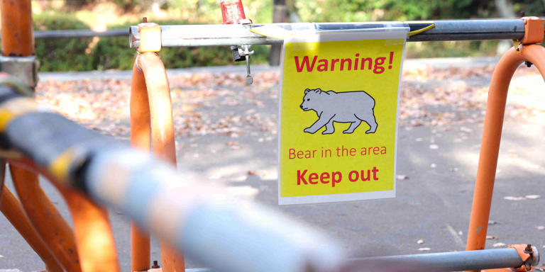 Japon : un ours blesse quatre personnes dans deux entreprises et une ...