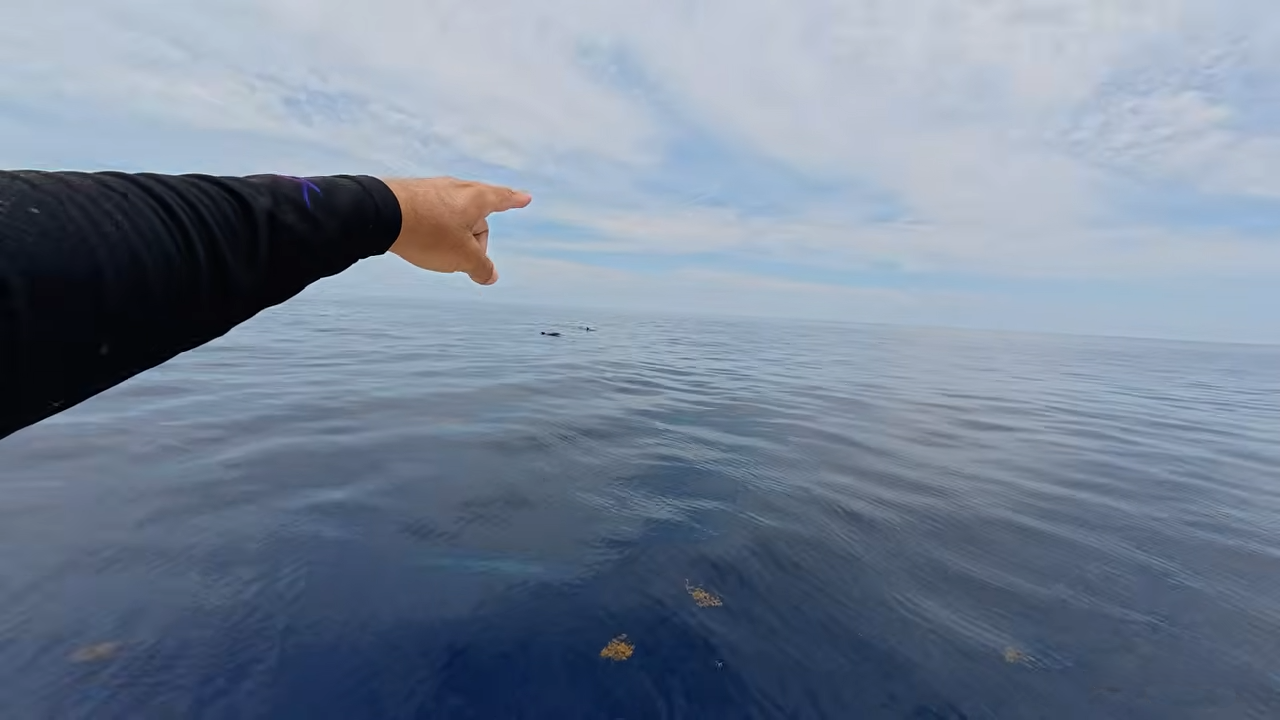 He thought it was just a trip until giant fish started attacking ...