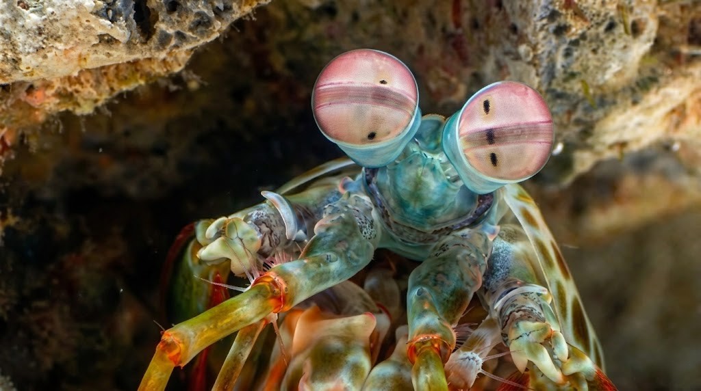 This tiny sea monster punches harder than a bullet hits