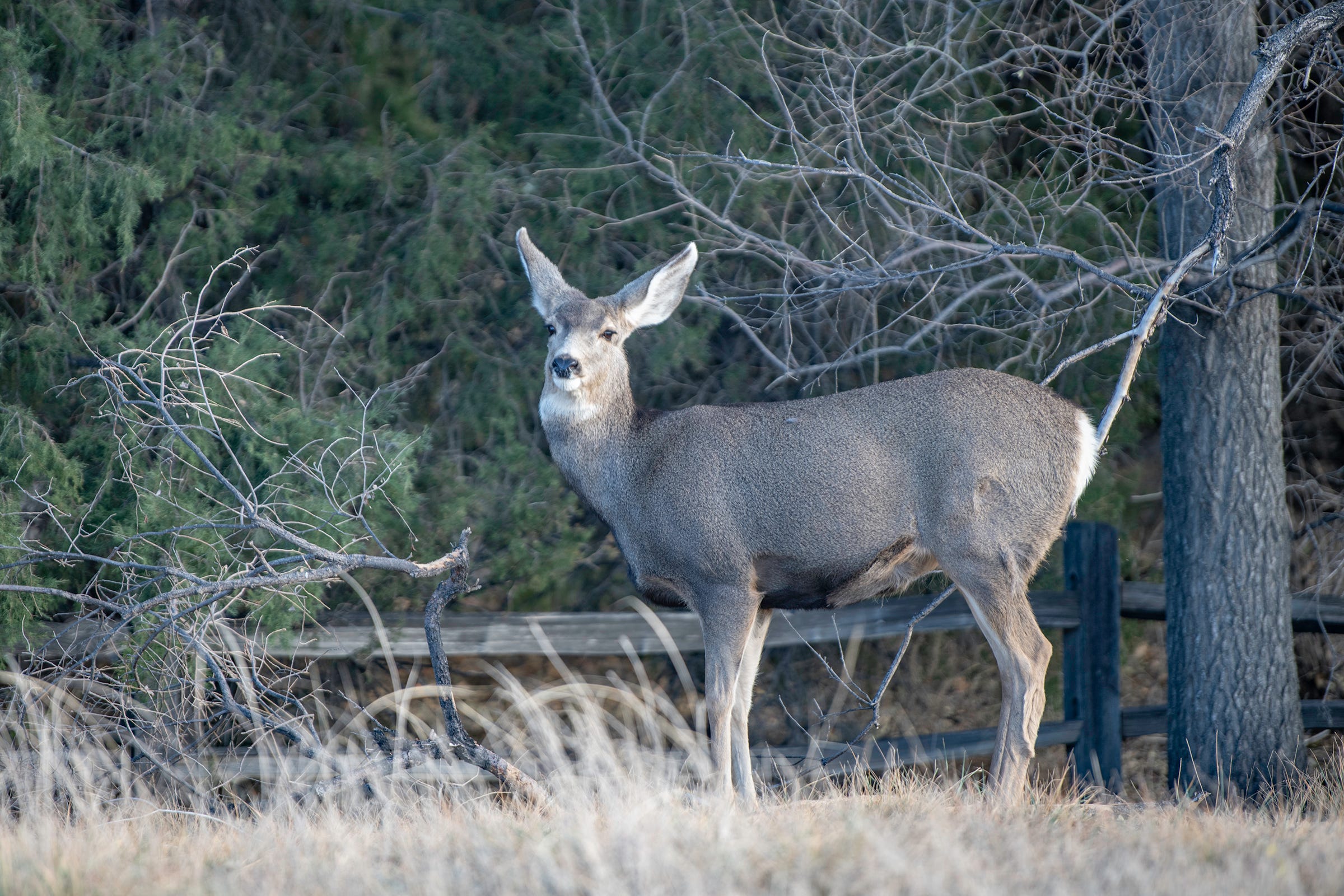 What to do if you find an injured or lost animal in Pueblo