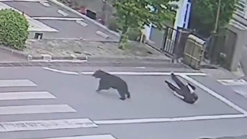Bear attacks man in the middle of city