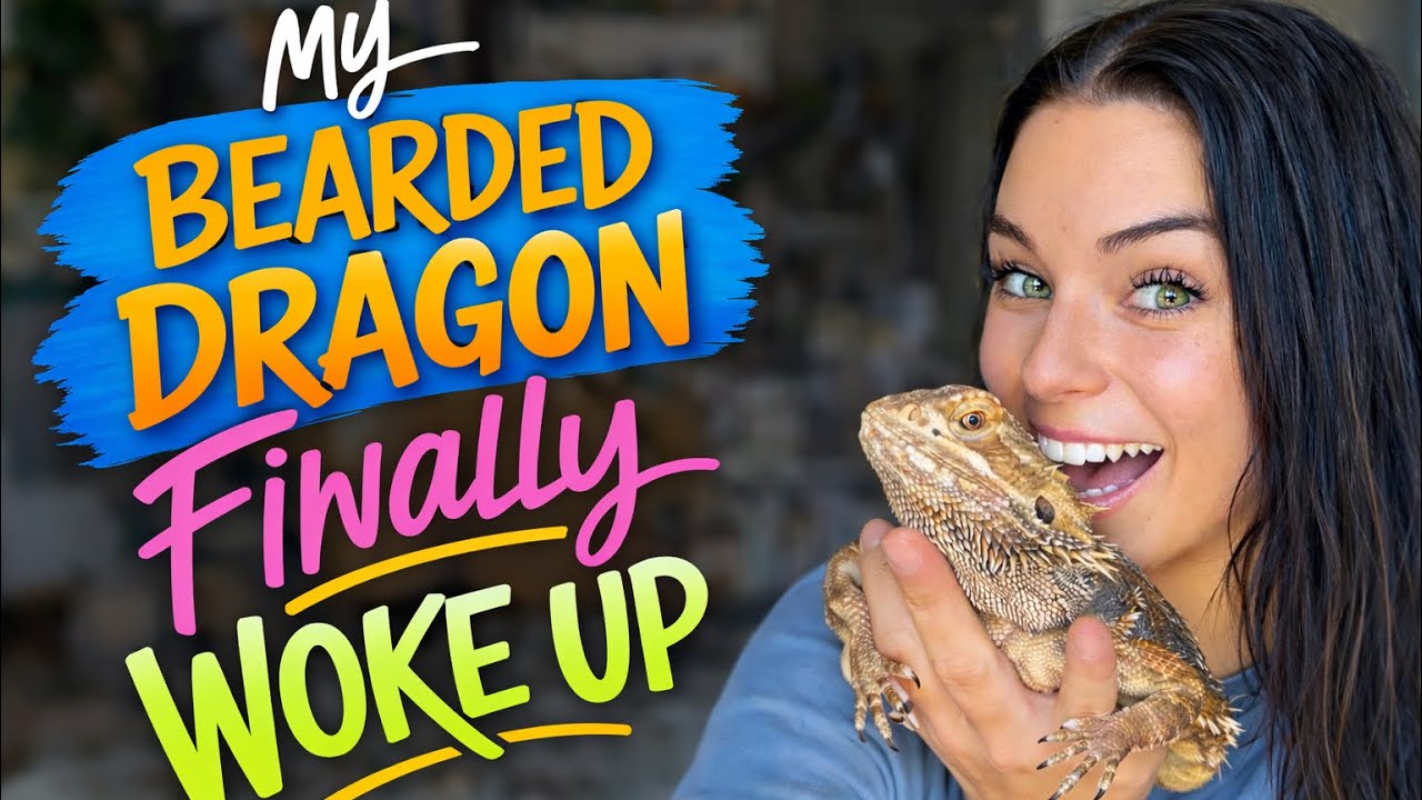 My bearded dragon finally wakes up after 4 months